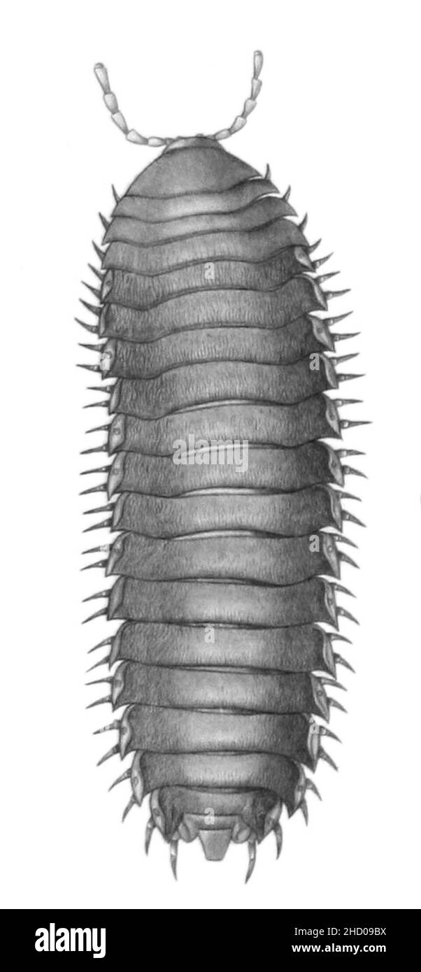 Myriapodes hi-res stock photography and images - Alamy