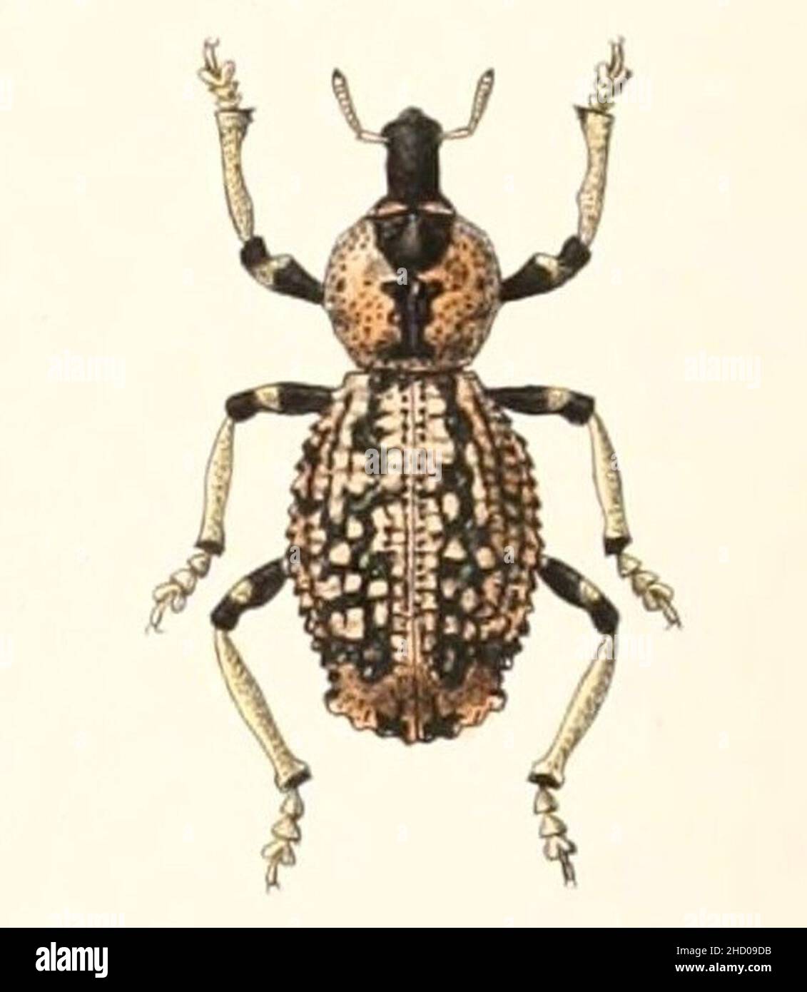 Rhytidophloeus rothschildi 1894 Stock Photo - Alamy