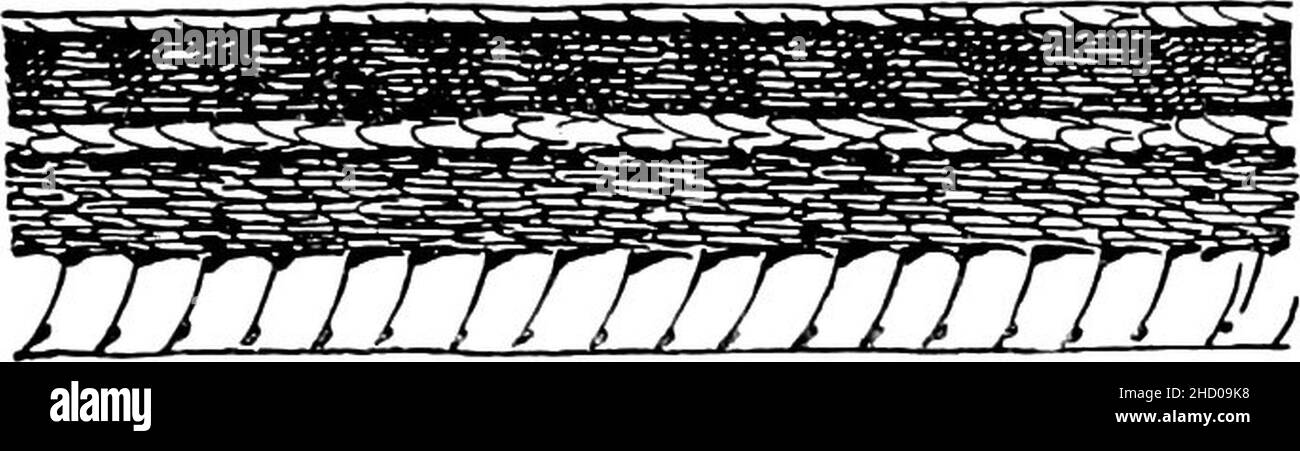 Riband Black and White Stock Photos & Images - Alamy