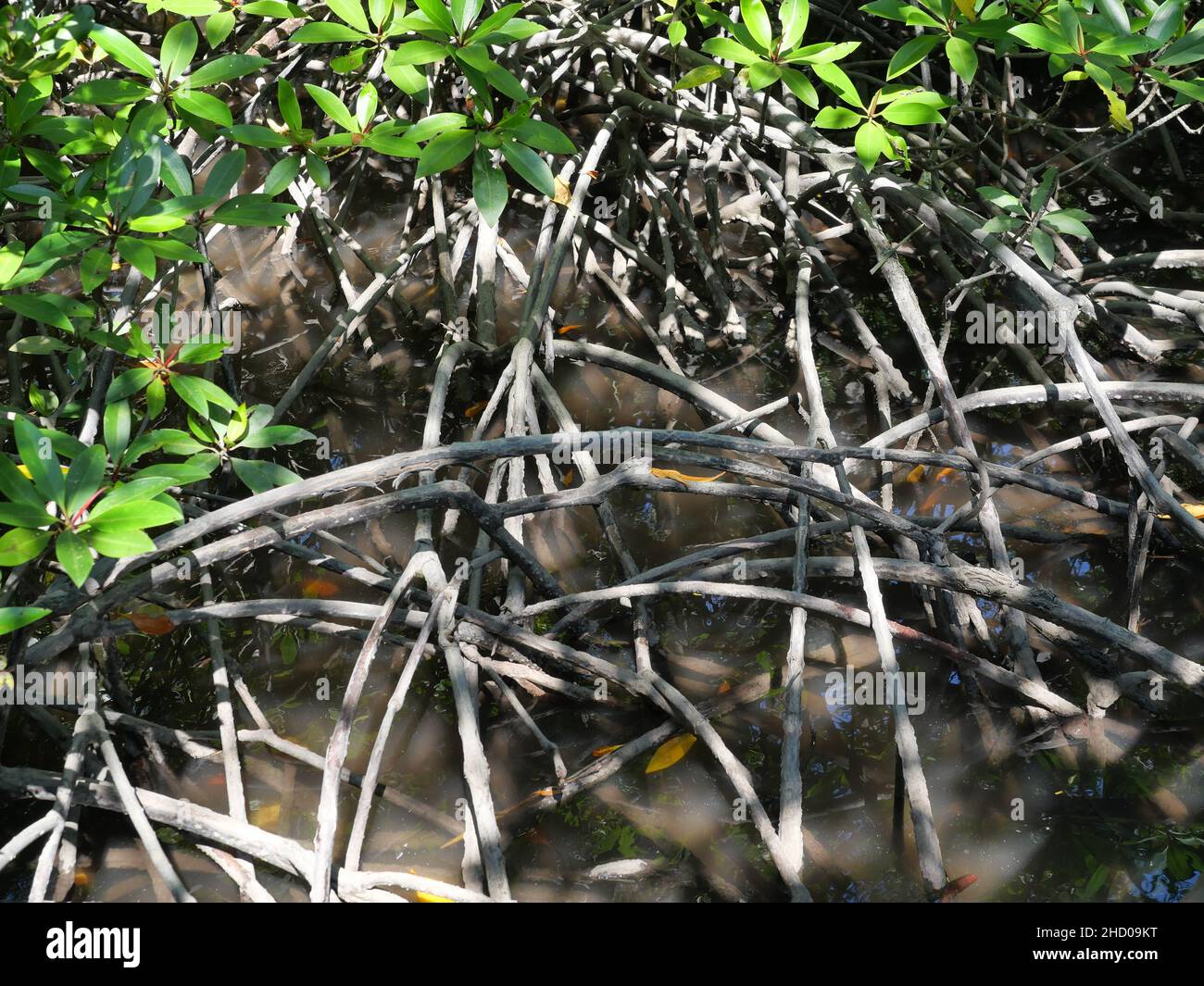 The mangrove roots in the flooded mud at Pranburi Forest Park, Natural ...