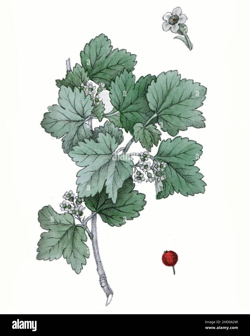 Ribes alpinum l hi-res stock photography and images - Alamy