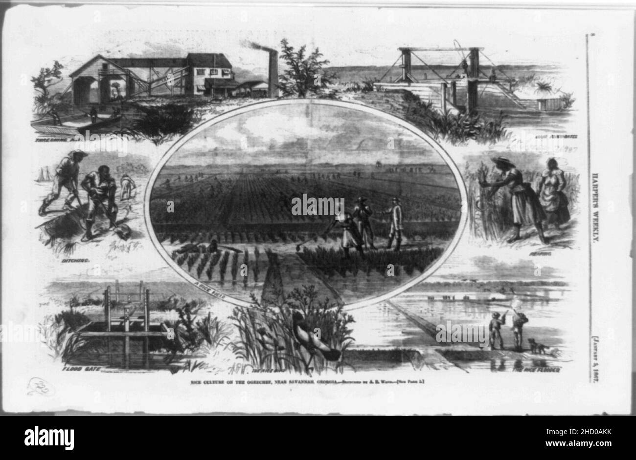 Rice culture on the Ogeechee, near Savannah, Georgia - sketched by A.R ...