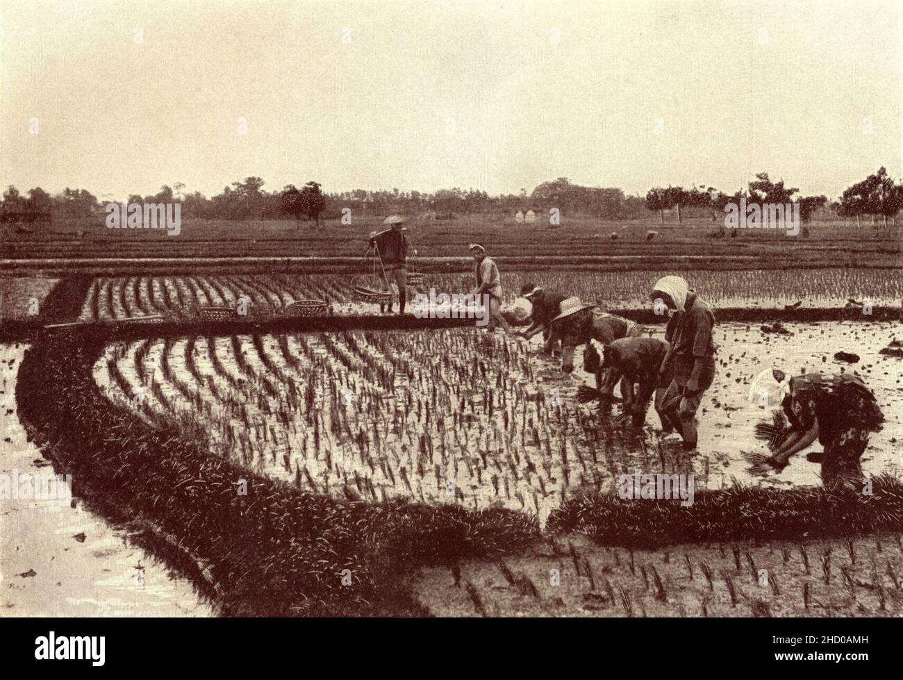Rice planting. Before 1902 Stock Photo - Alamy
