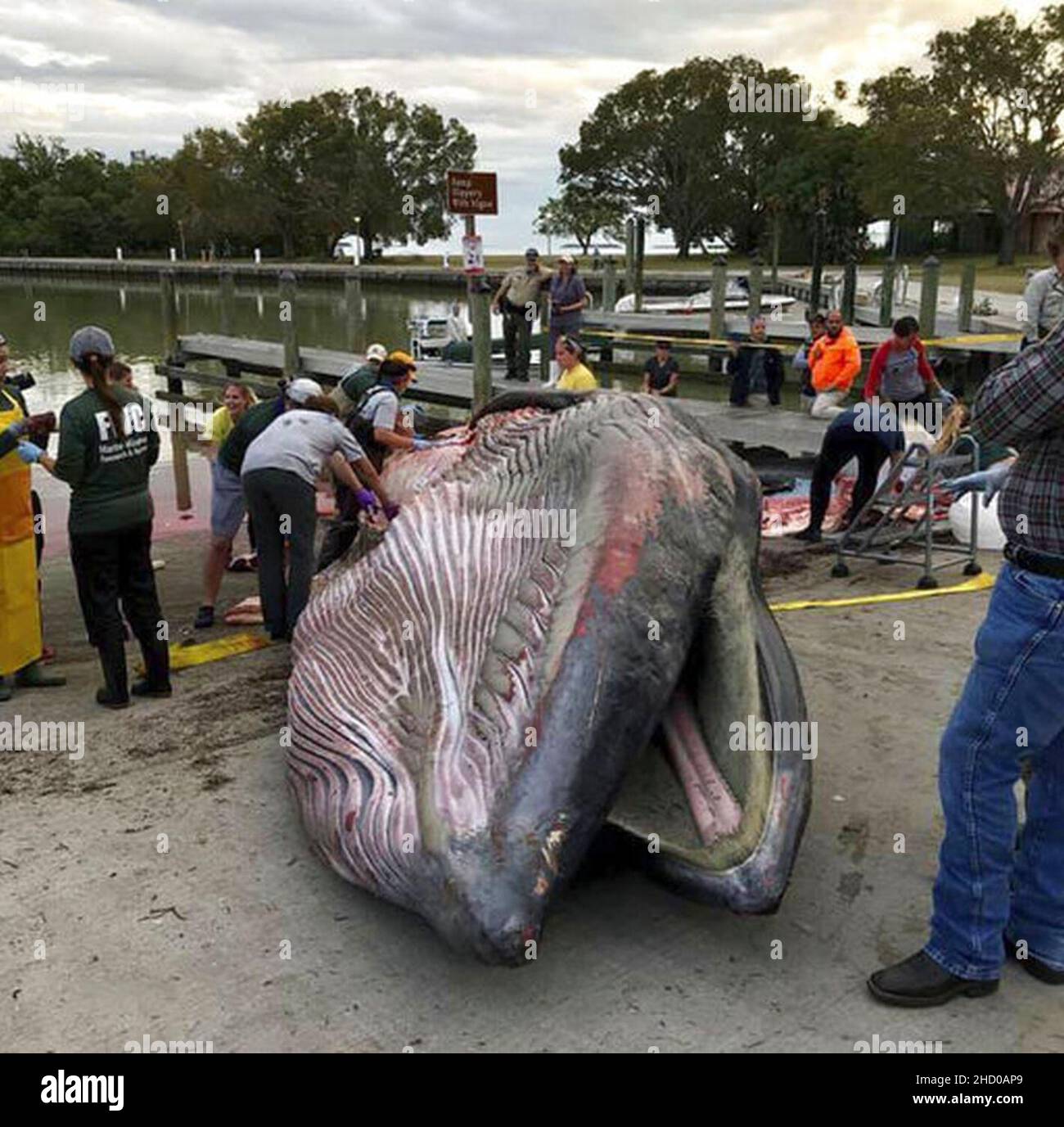 Rice's whale necropsy Stock Photo - Alamy
