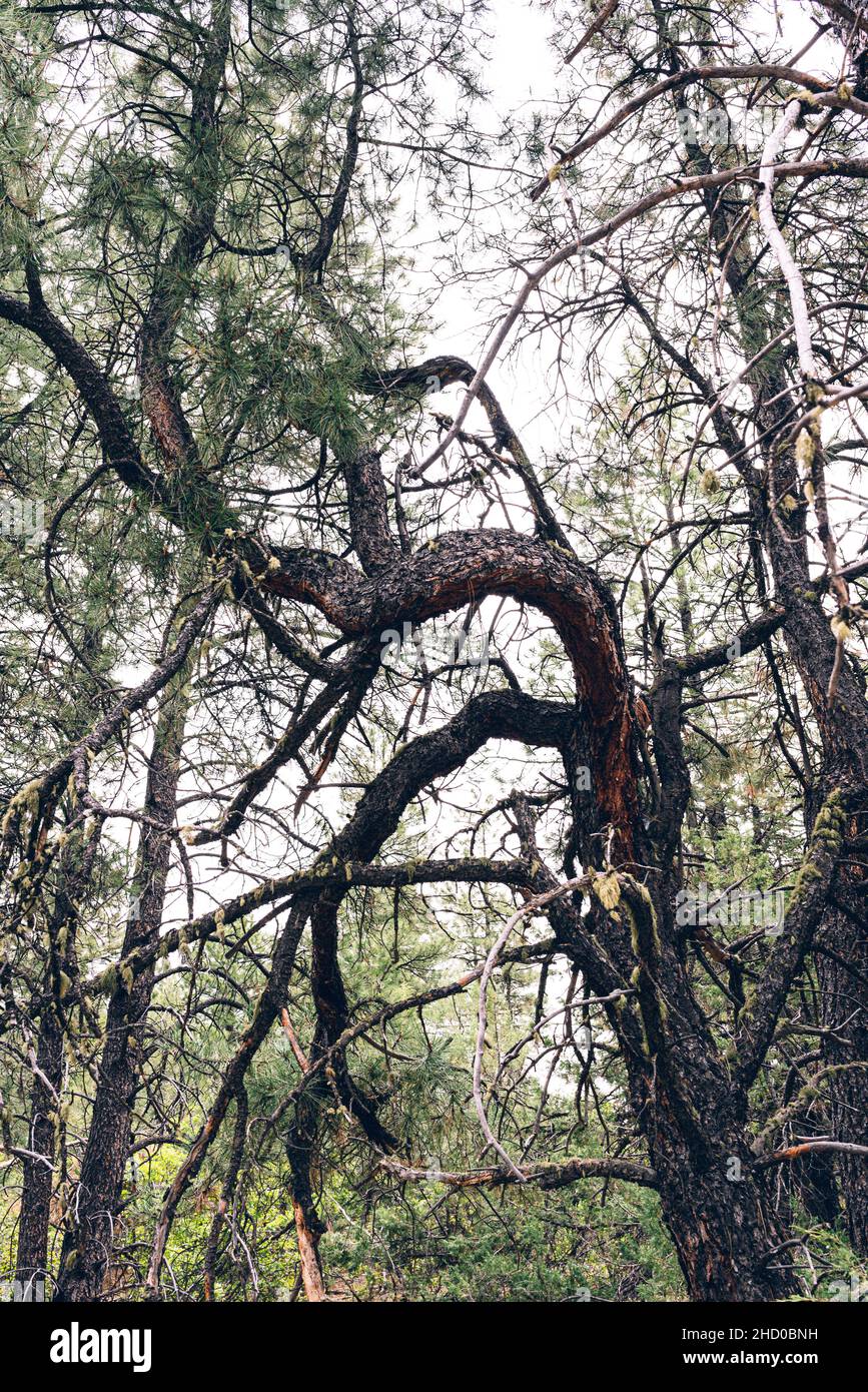 Mature pine tree hi-res stock photography and images - Alamy