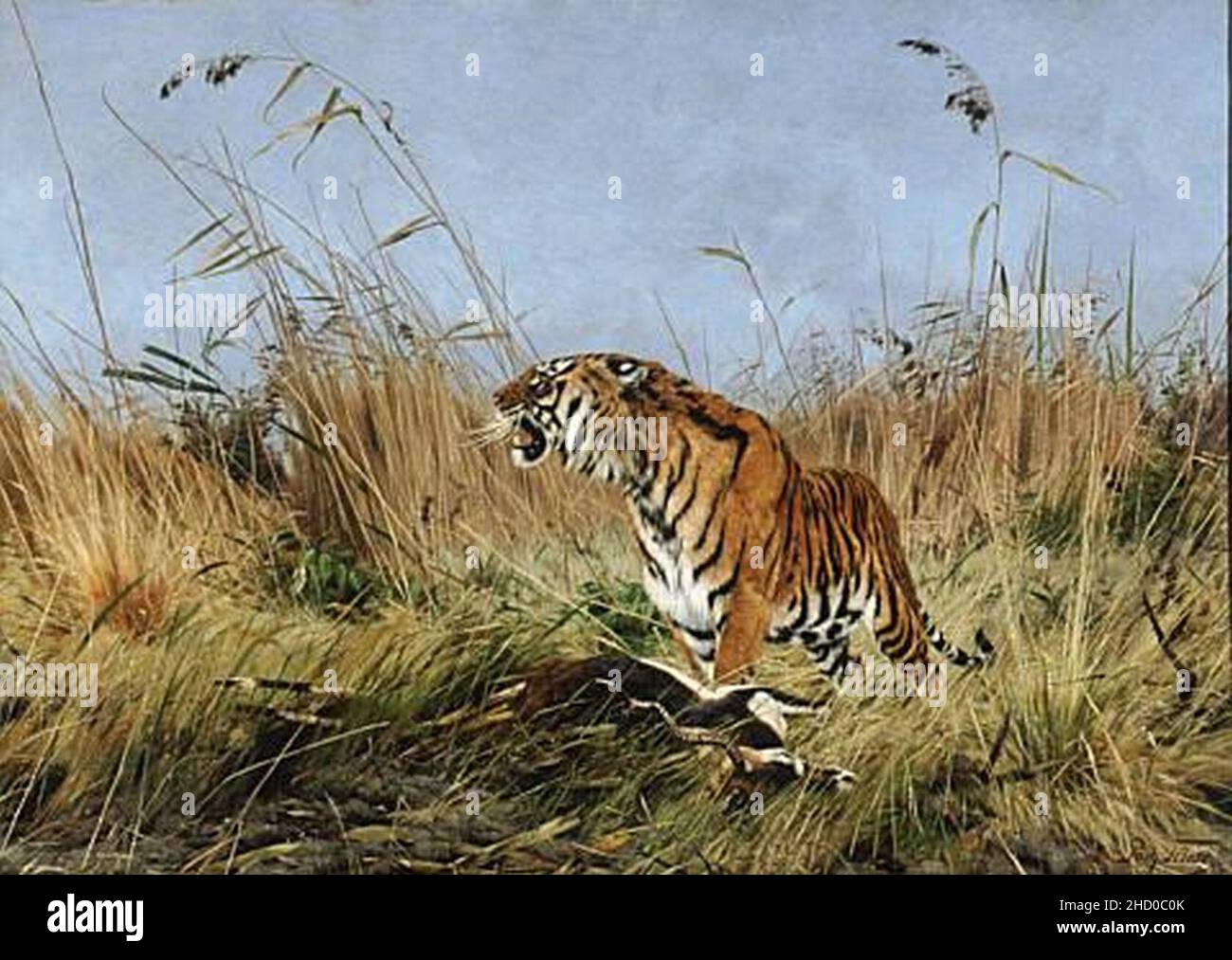 Richard Friese - The Tiger Stock Photo - Alamy