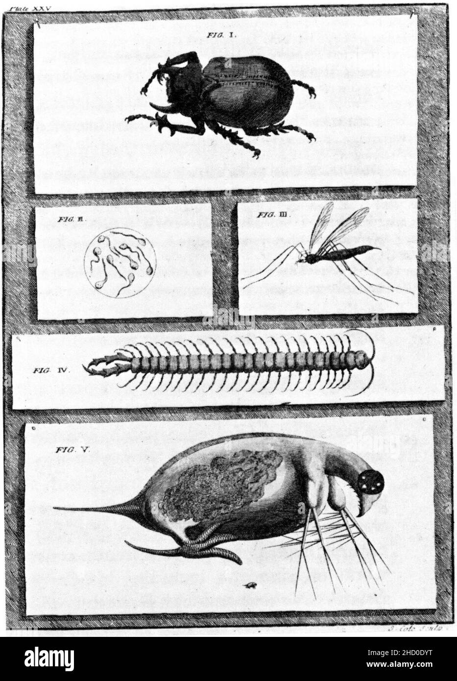 Richard bradley hi-res stock photography and images - Alamy
