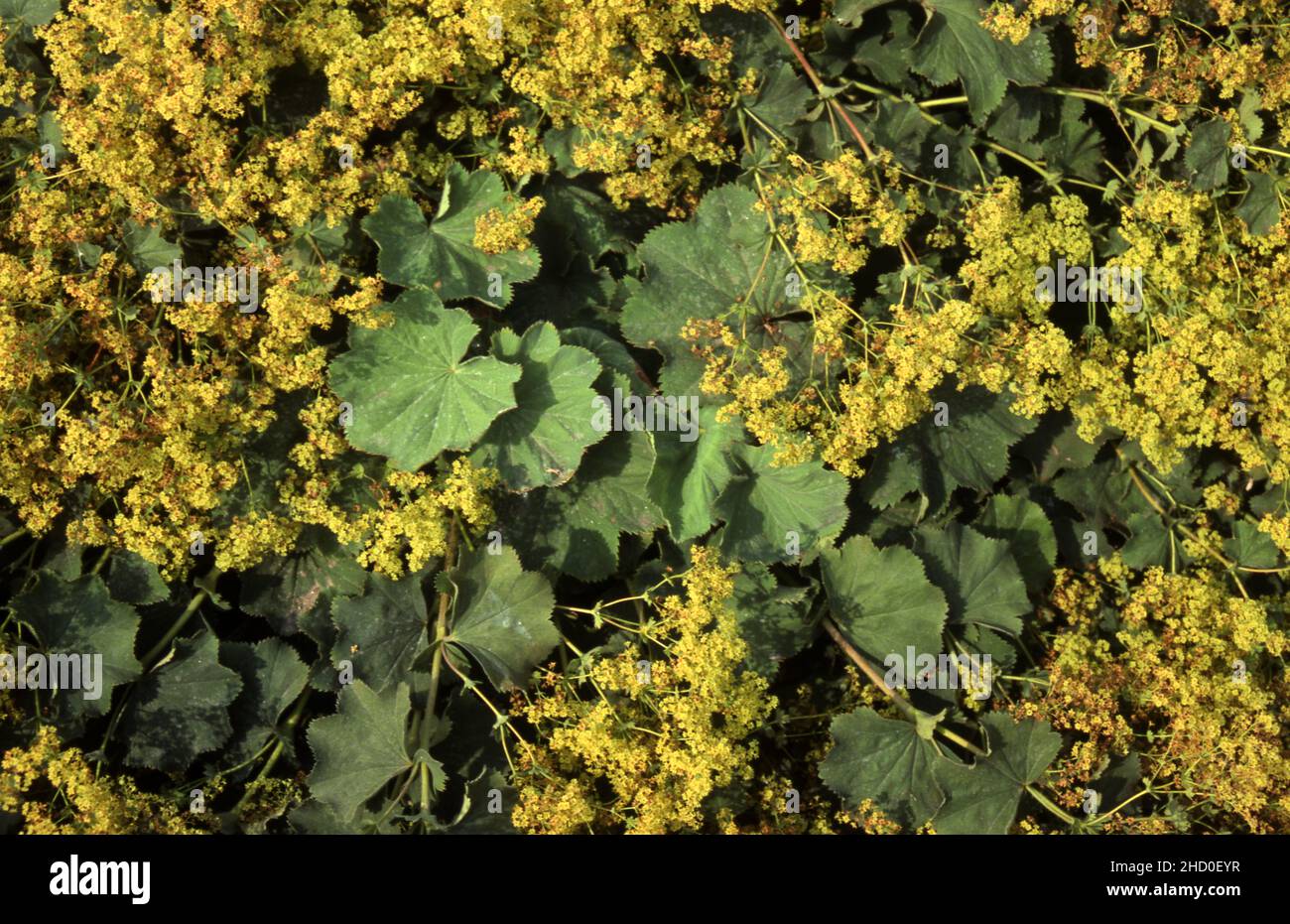 Perennials ladys mantle hi-res stock photography and images - Alamy