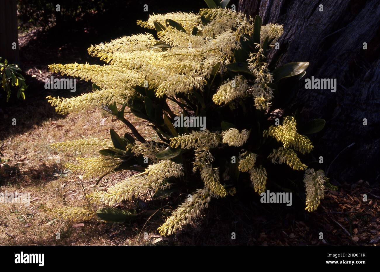 Dendrobium orchids hi-res stock photography and images - Alamy