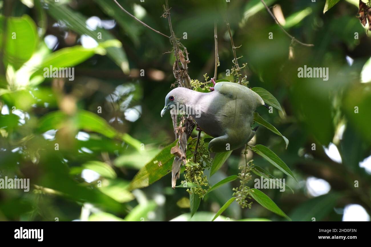Green Pigeon, The pink-necked green pigeon (Treron vernans) on tree ...