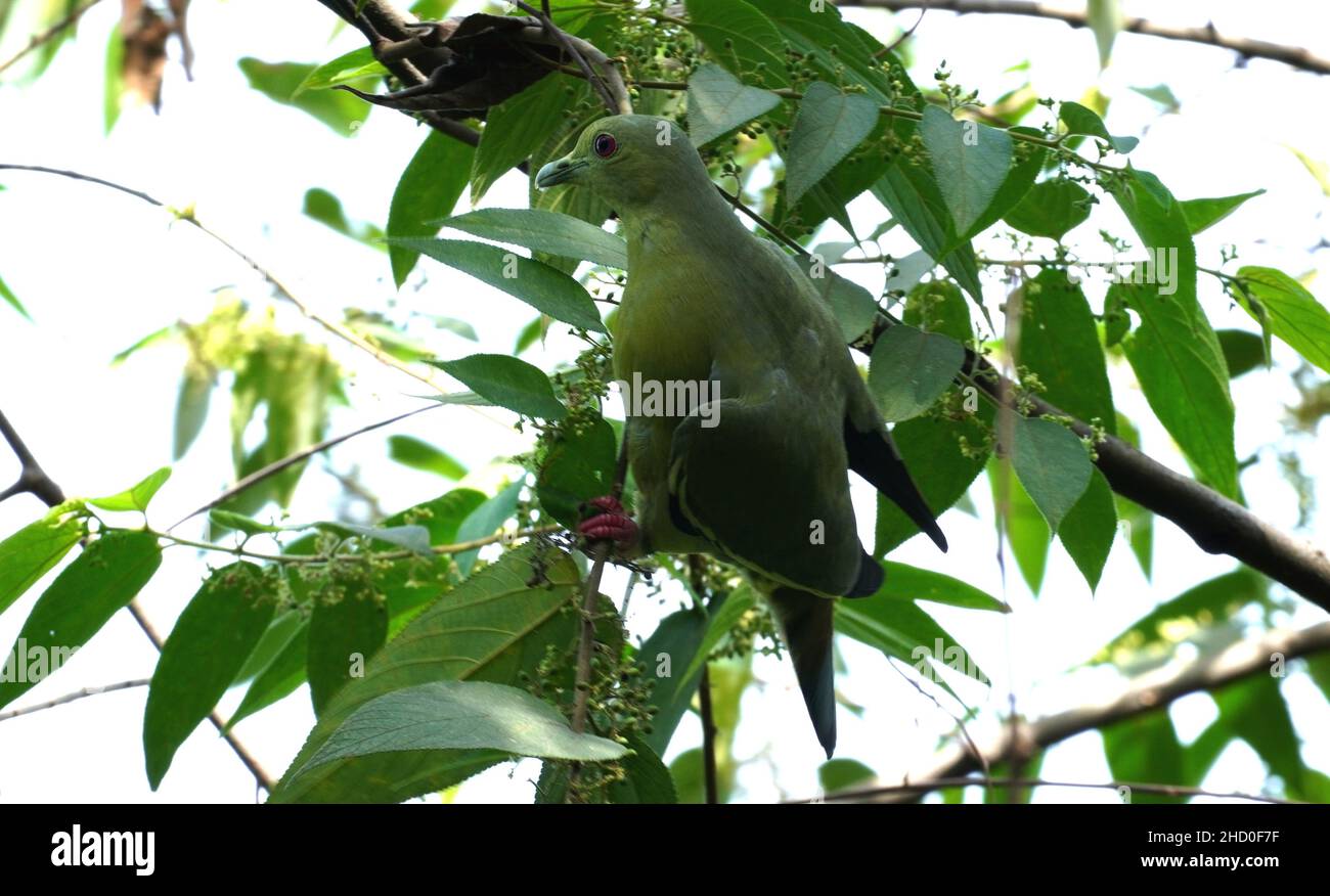 Green Pigeon, The pink-necked green pigeon (Treron vernans) on tree ...