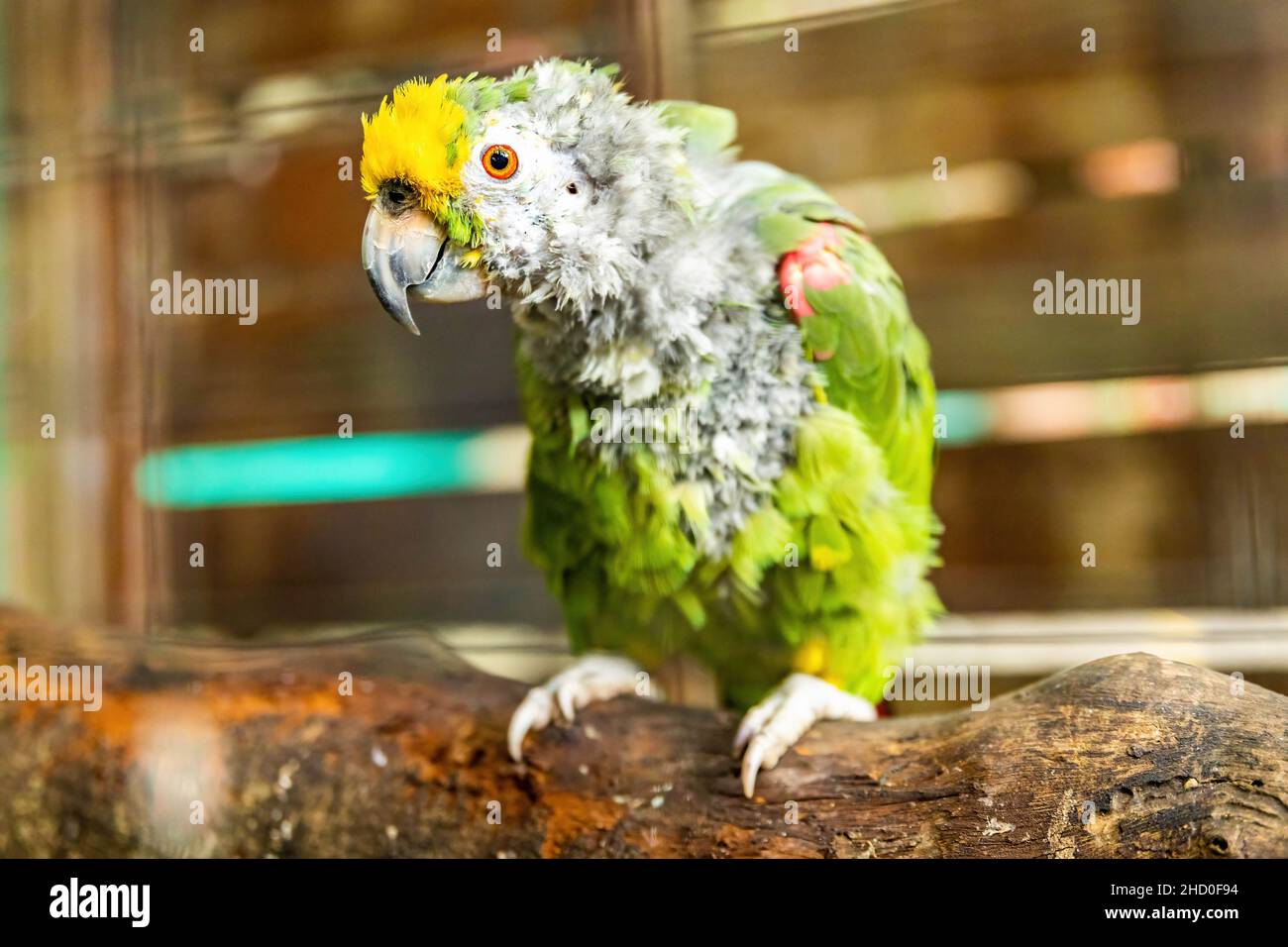 Sick parrot caged portrait looking sad alone in captivity Stock Photo ...