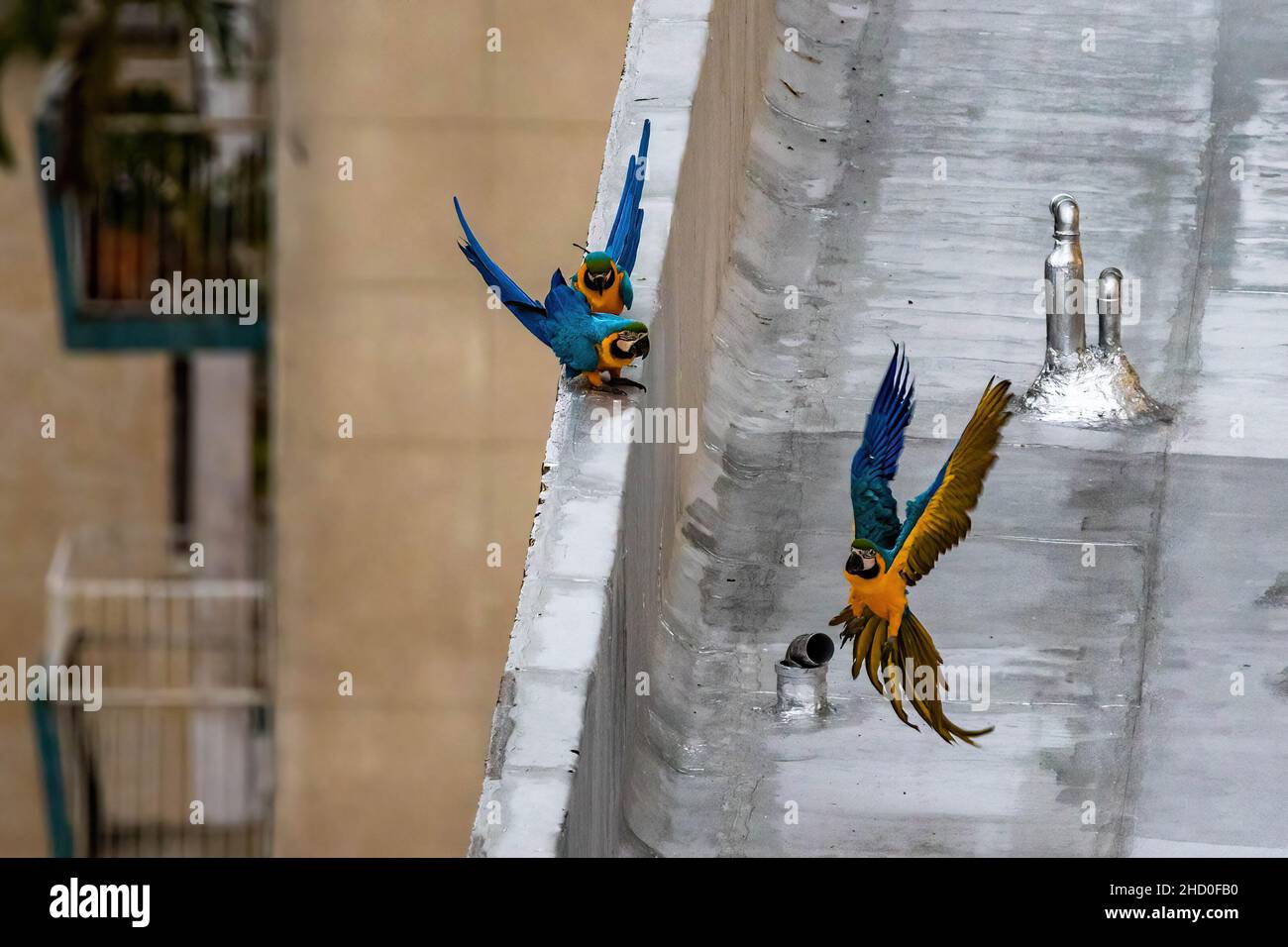 Exotic macaw parrots flying in Caracas Venezuela city center at day ...