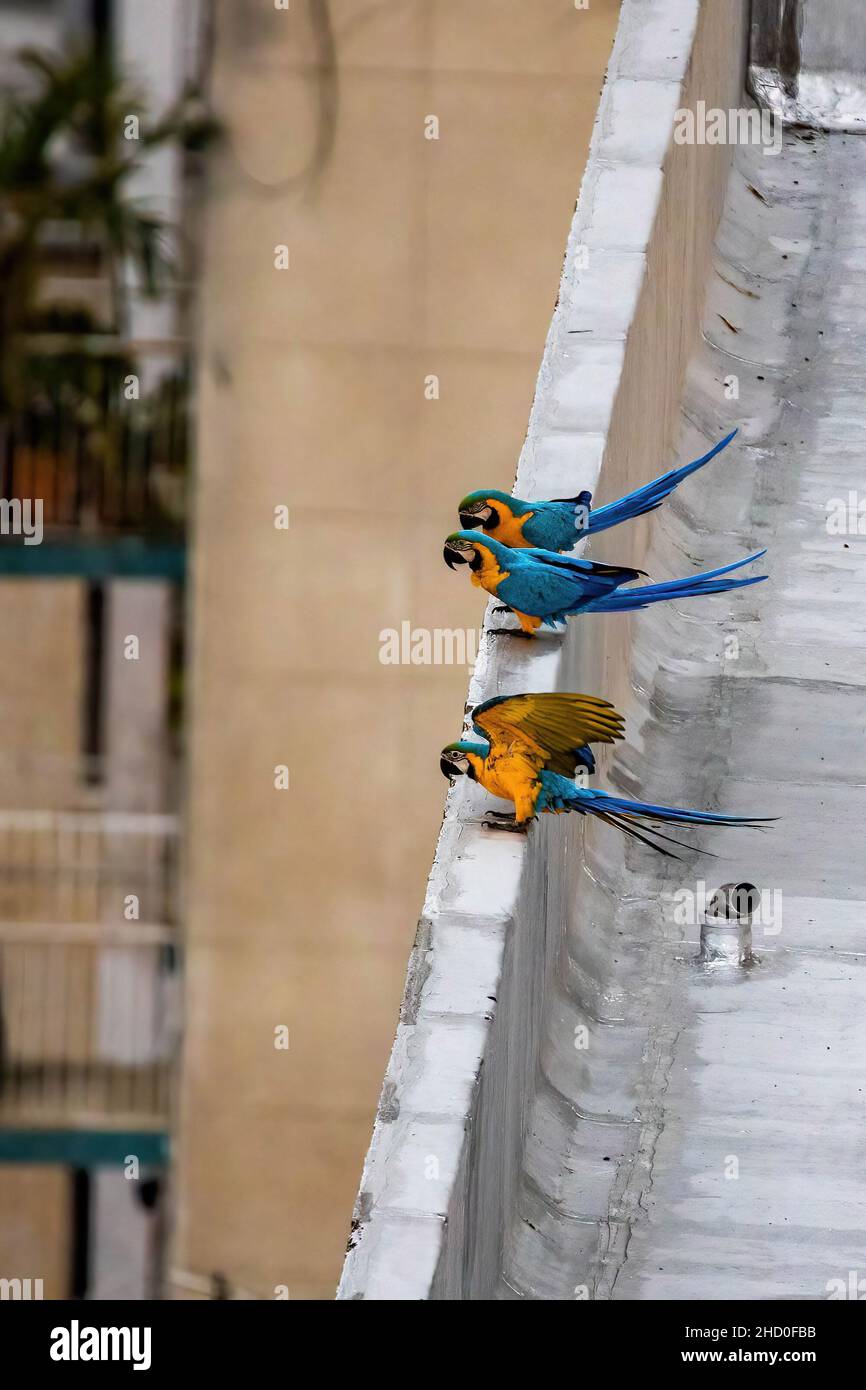 Exotic macaw parrots flying in Caracas Venezuela city center at day ...