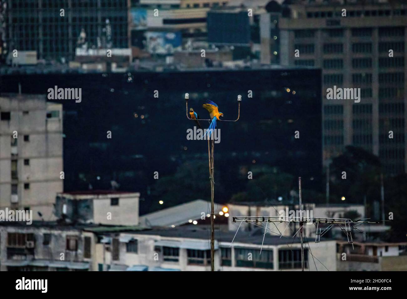 Exotic macaw parrots flying in Caracas Venezuela city center at night ...