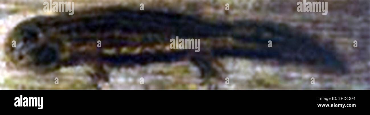 Riesensalamander hi-res stock photography and images - Alamy