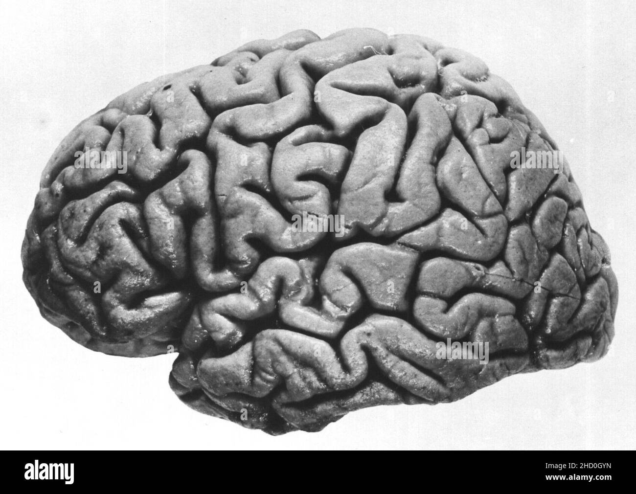 Hemisphere right Black and White Stock Photos & Images - Alamy