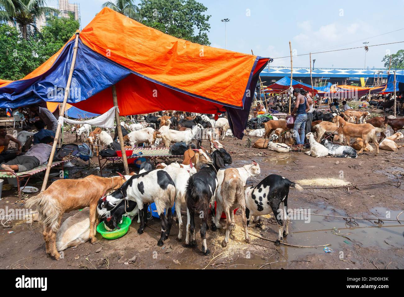 Goats being sold hi-res stock photography and images - Alamy