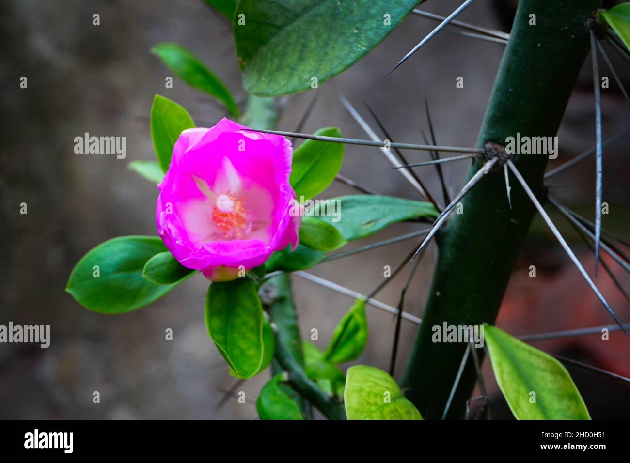 Lobivia winteriana Purple Cactus flower growing up in a garden, Howrah ...