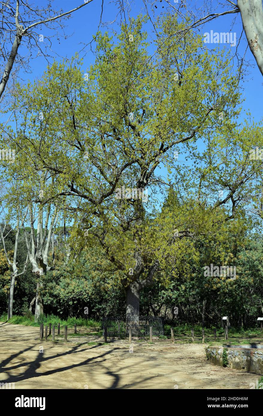 Guernika tree hi-res stock photography and images - Alamy