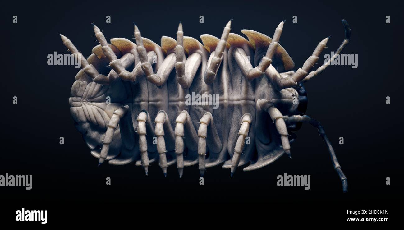 Full Underside View of Roly Poly Pill Bug Isopod Belly on Black ...