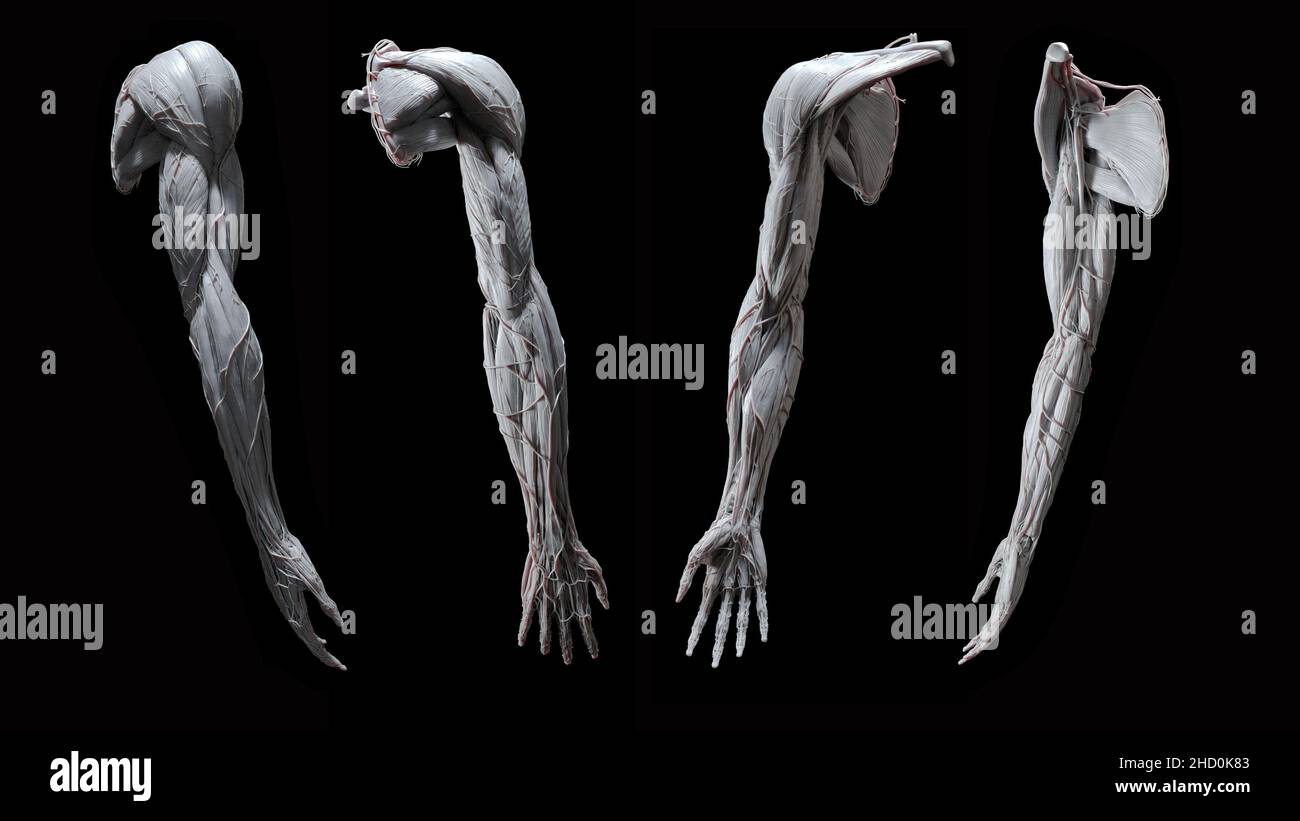 Full exterior anatomy of arm in white from anterior, posterior, lateral ...