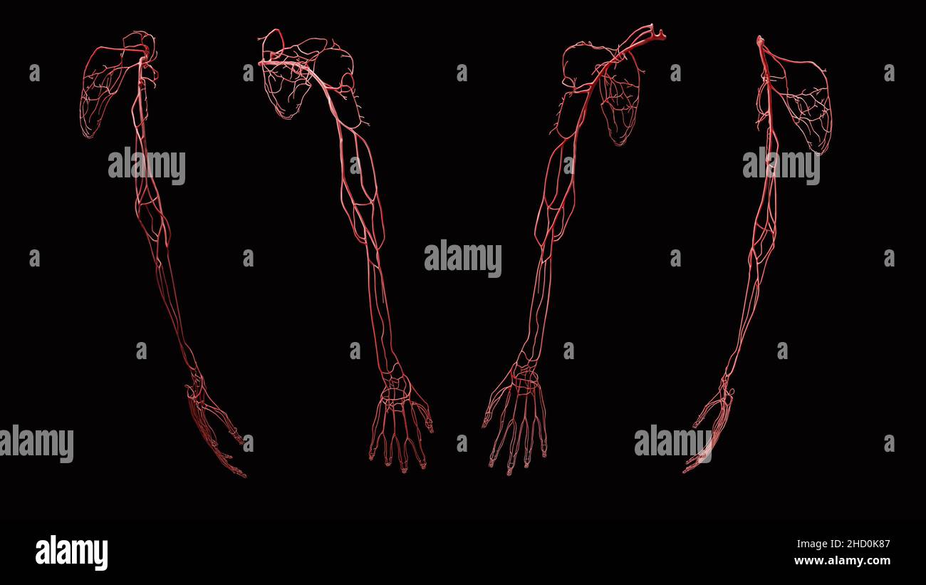 Full arterial anatomy of arm from anterior, posterior, lateral, and ...