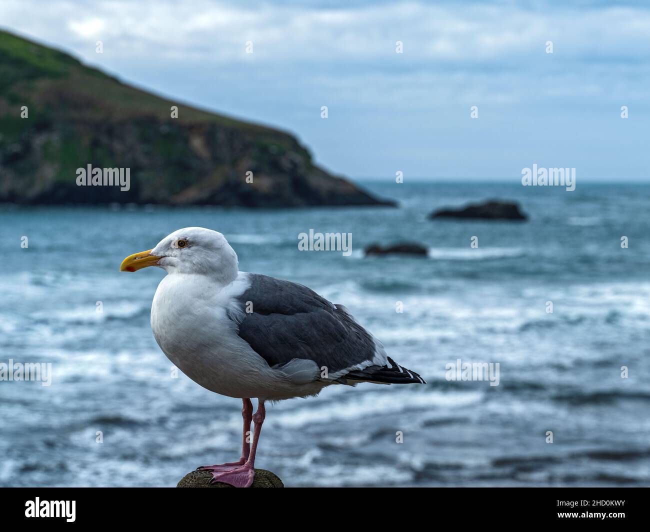 A seagull perched by the Pacific ocean at Harris Beach State Park in ...