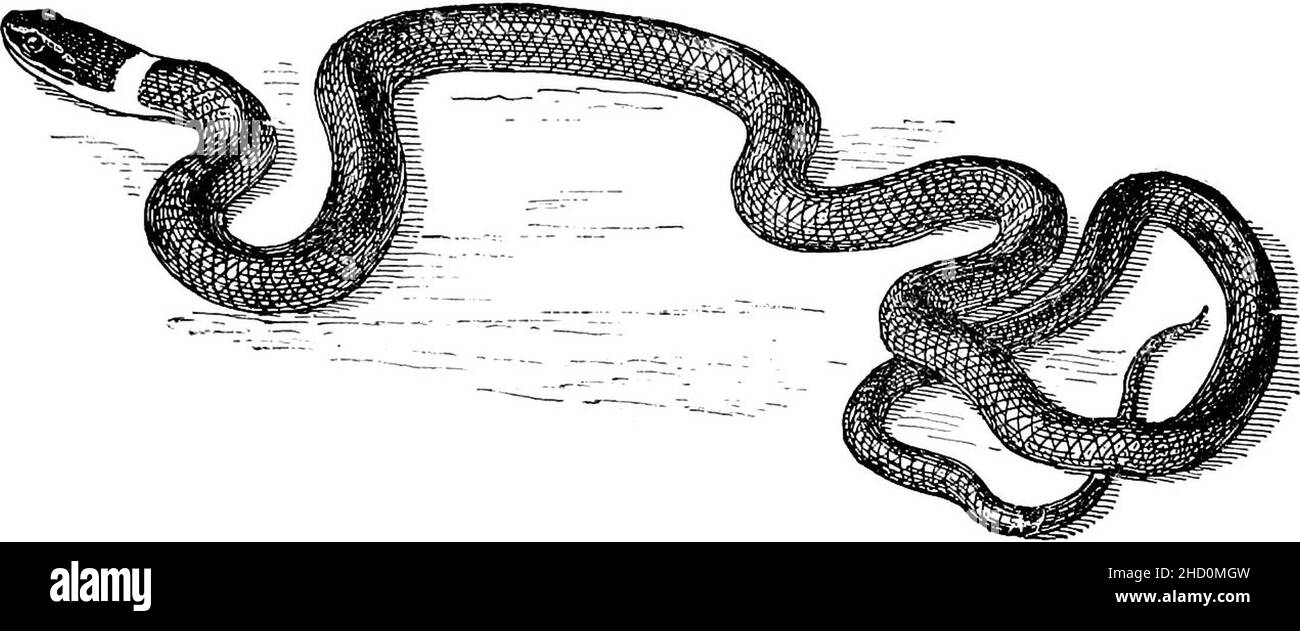 Ring necked Cut Out Stock Images & Pictures - Alamy