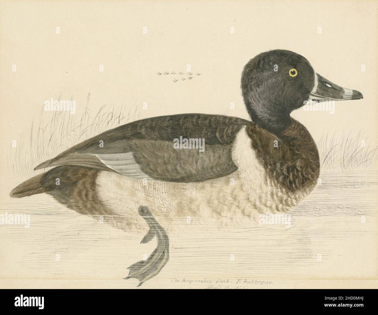 Ring-Necked Duck painting Stock Photo - Alamy