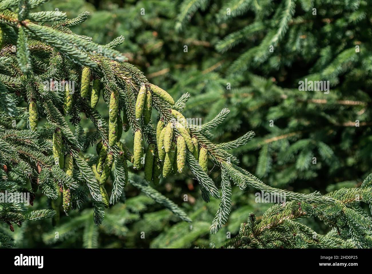 A branch of a Spruce Tree, Sitka, Picea sitchensis, growing in woodland ...