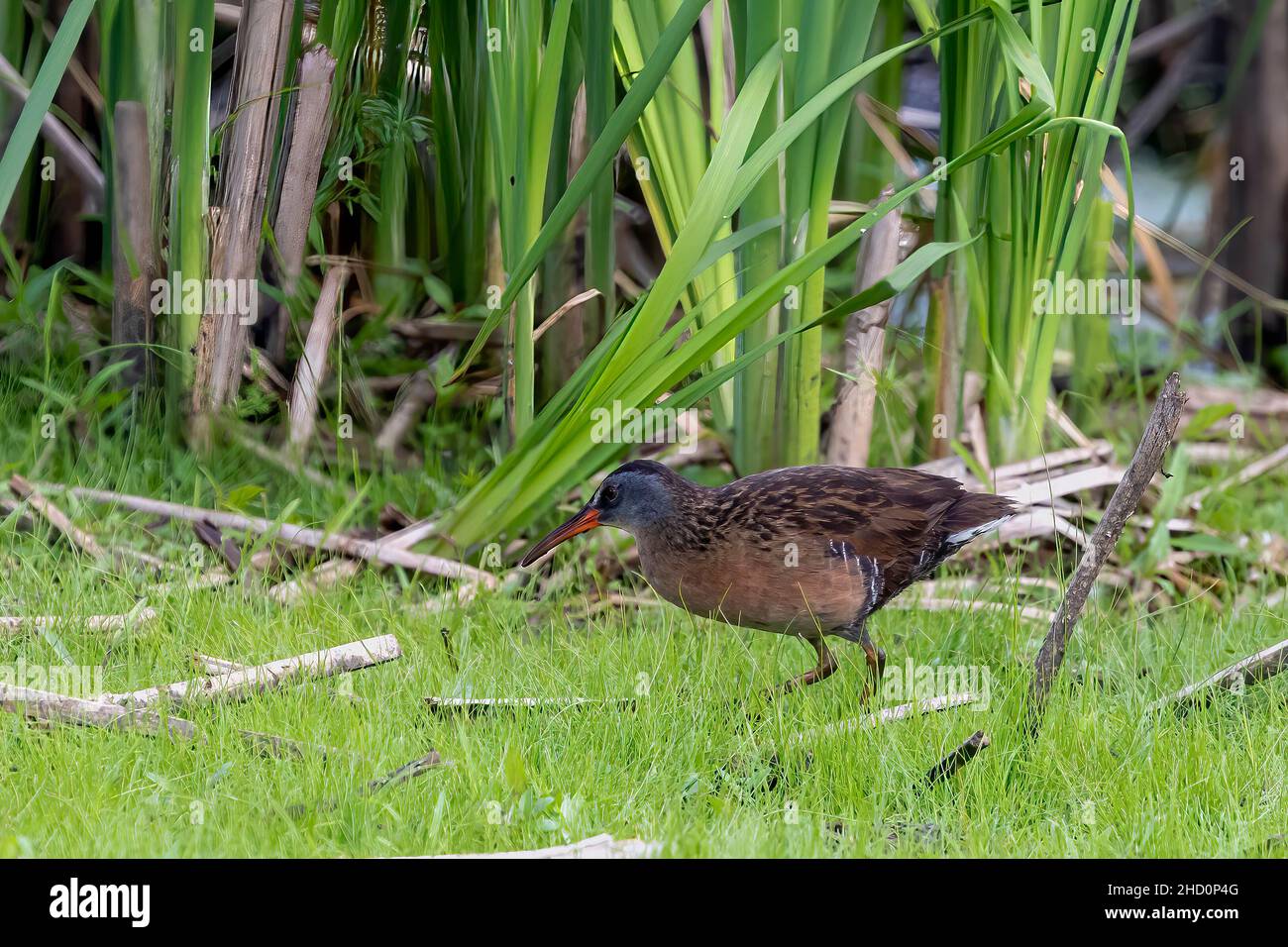 Coot hidden in the reeds hi-res stock photography and images - Alamy