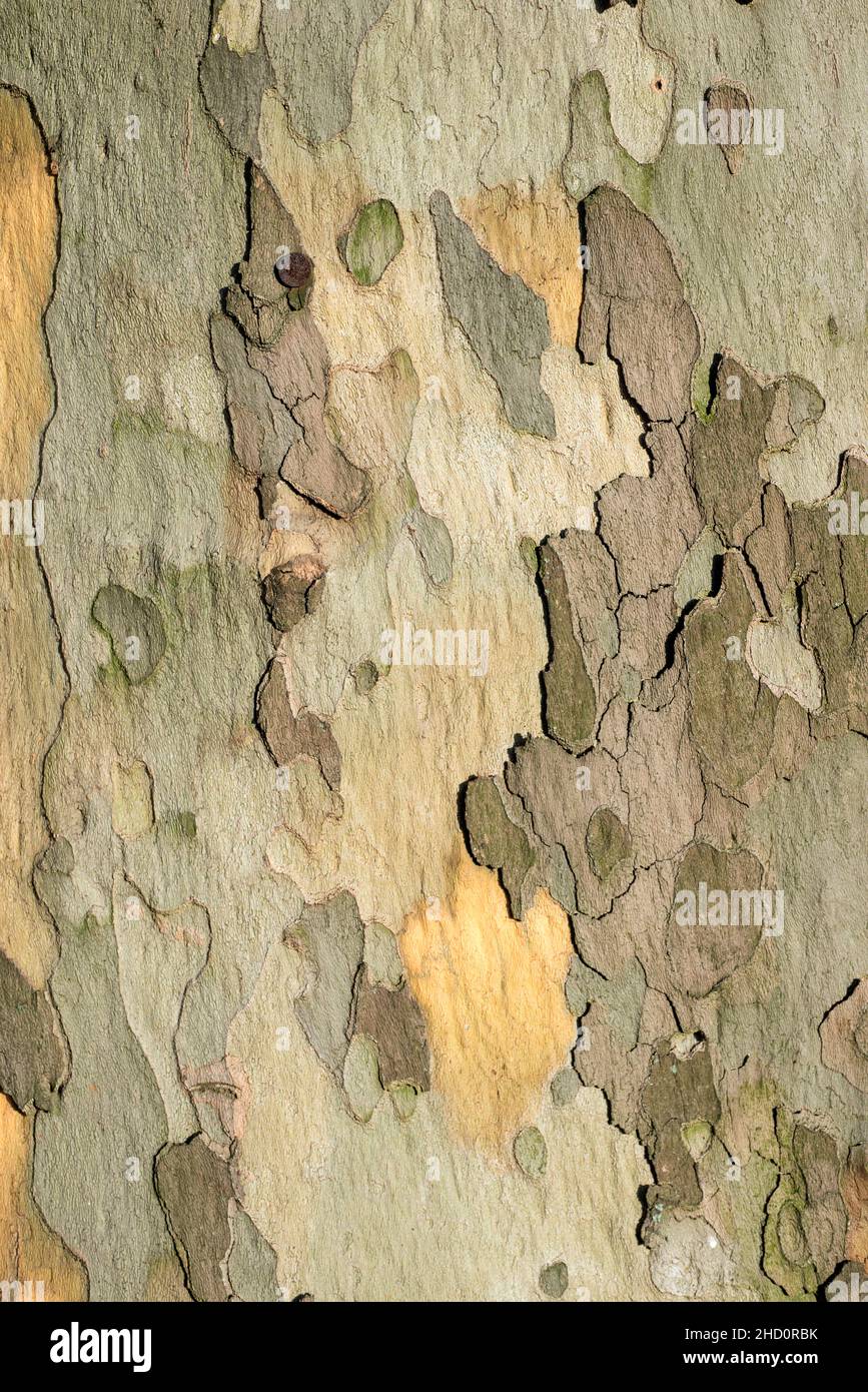 Sycamore tree bark hi-res stock photography and images - Alamy