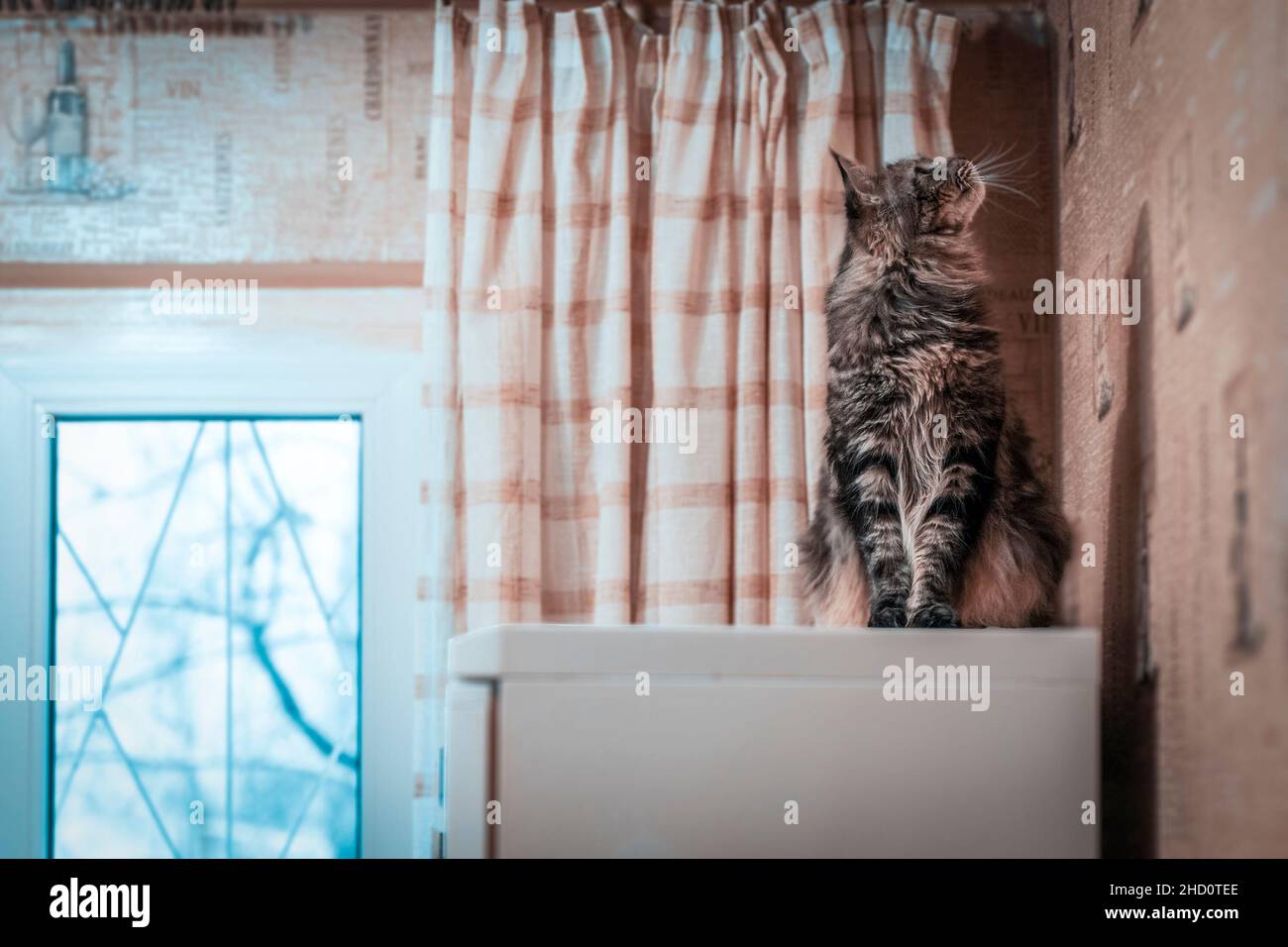 Looking cat fridge hi-res stock photography and images - Alamy