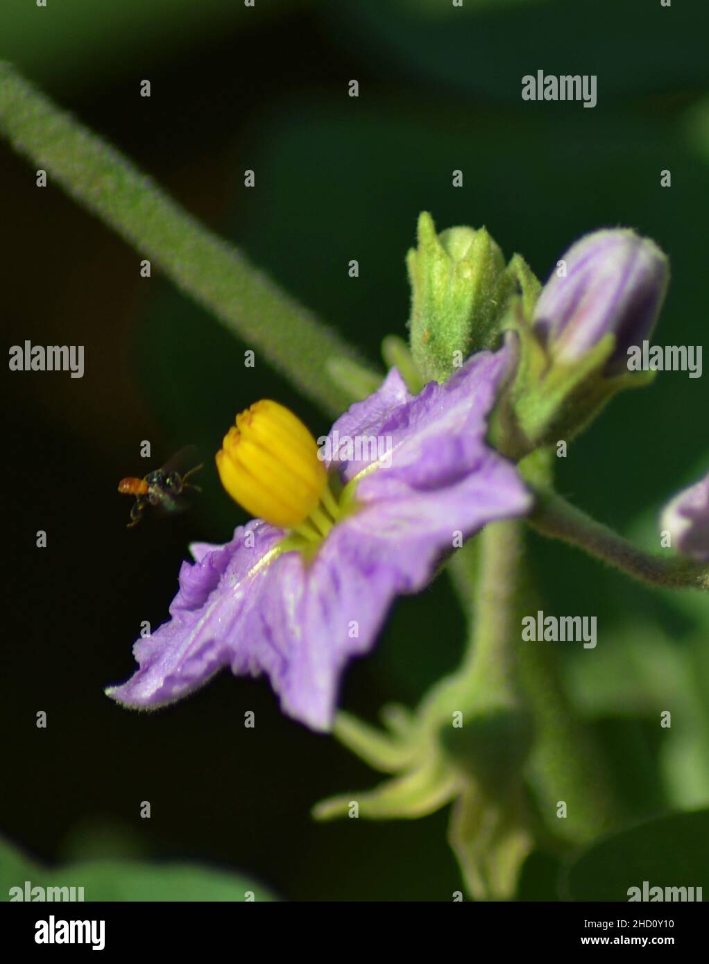 Bee on Eggplant/Brinjal flower/vegetable garden Stock Photo - Alamy