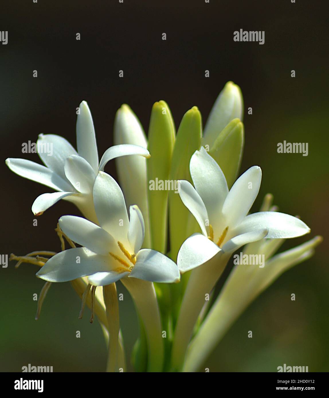 Polianthes Tuberosa/Agave amica/Tuberose flowers in the garden Stock ...