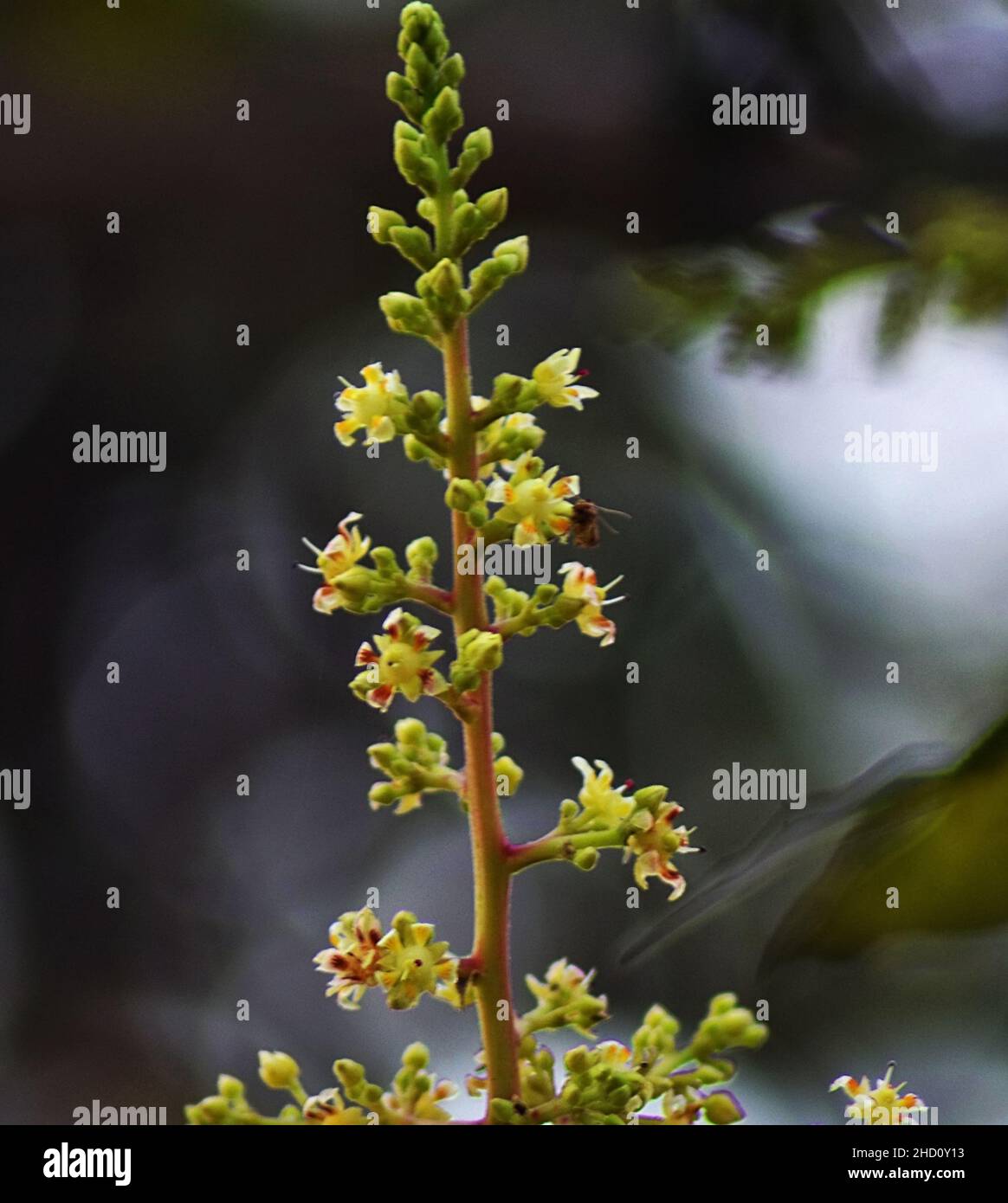 Close up of mango tree blooms flowers summer india hi-res stock ...