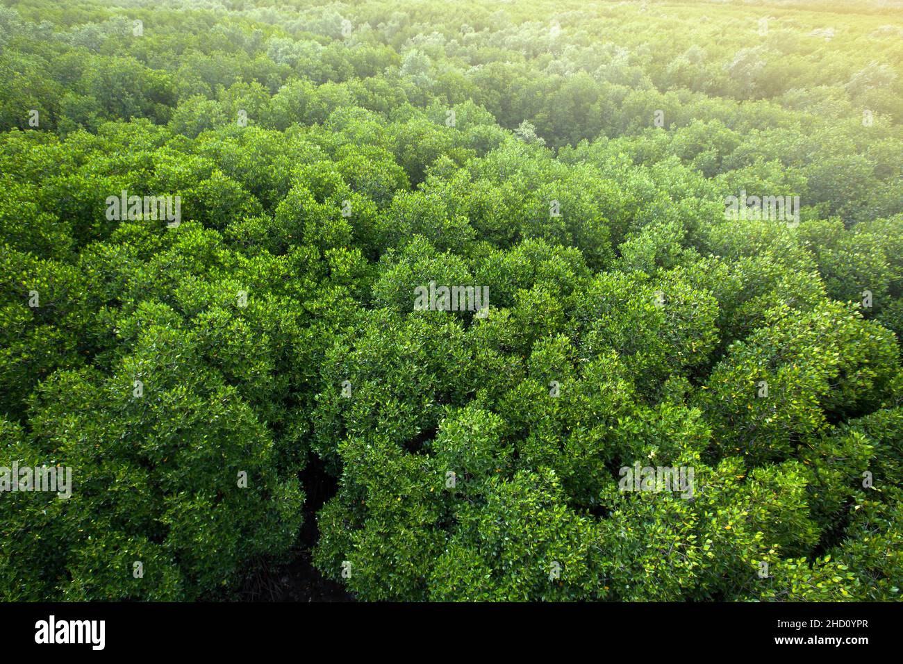 Aerial view of a green mangrove forest canopy. Green crown, canopy ...