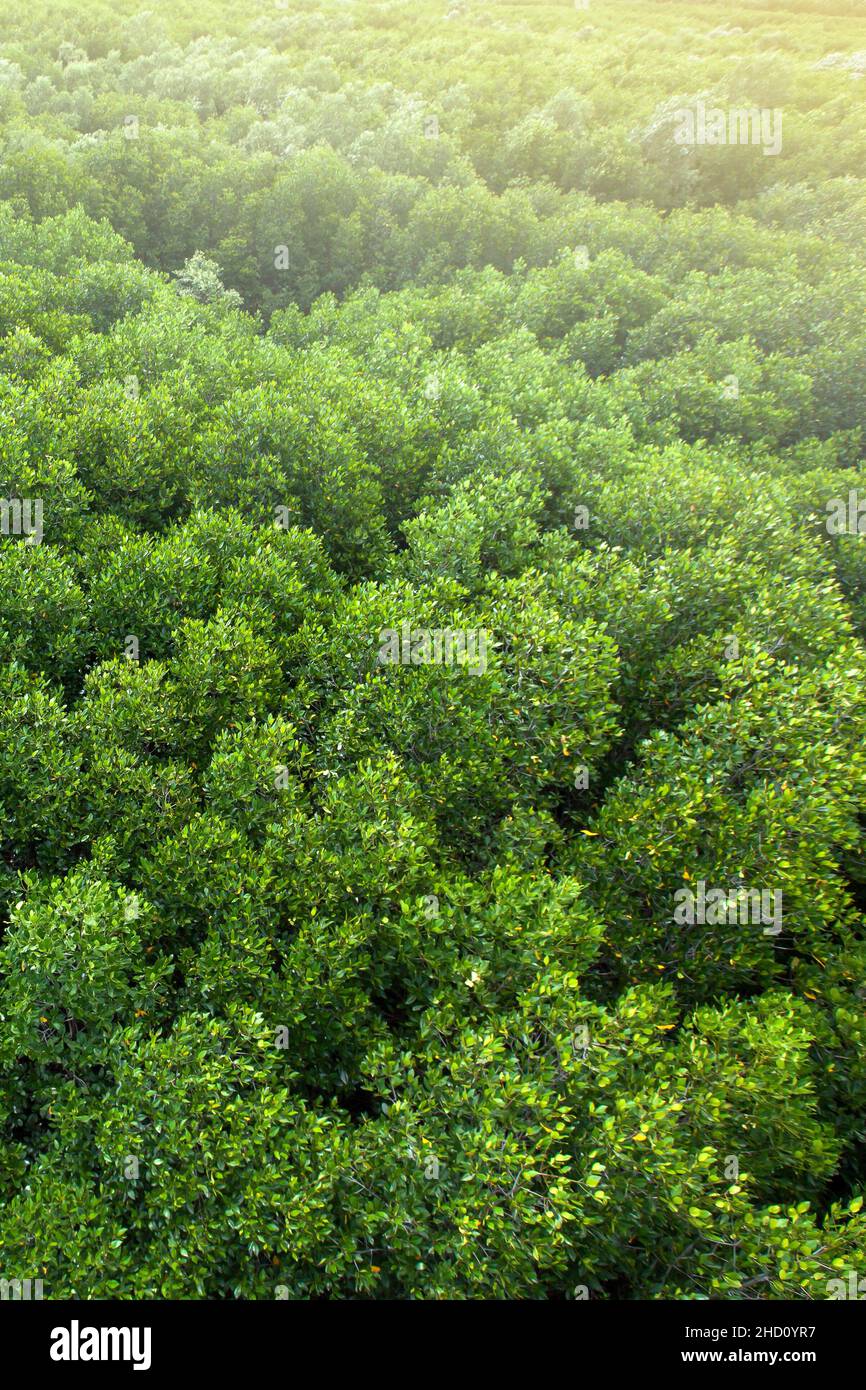 Aerial view of a green mangrove forest canopy. Green crown, canopy ...