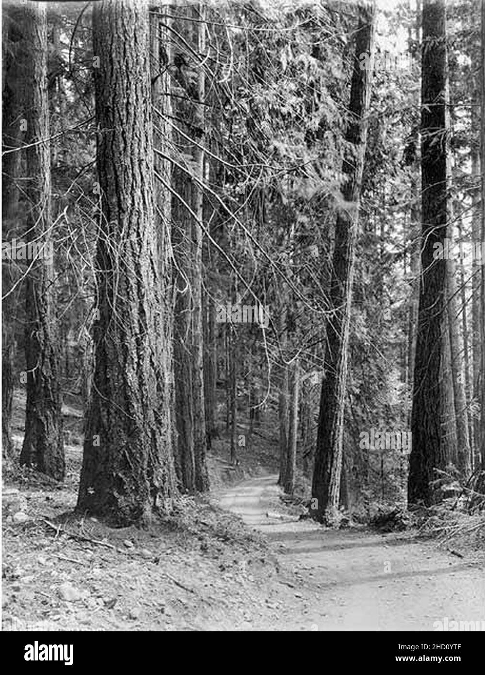 Road at the top of Ohop Hill near Eatonville, July 12, 1896 (WAITE 84 ...