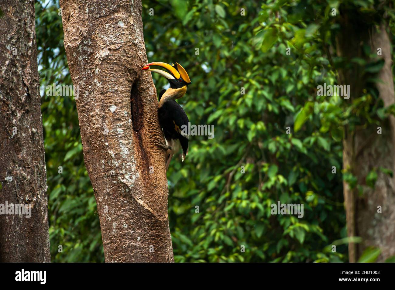 Great Hornbill Nest