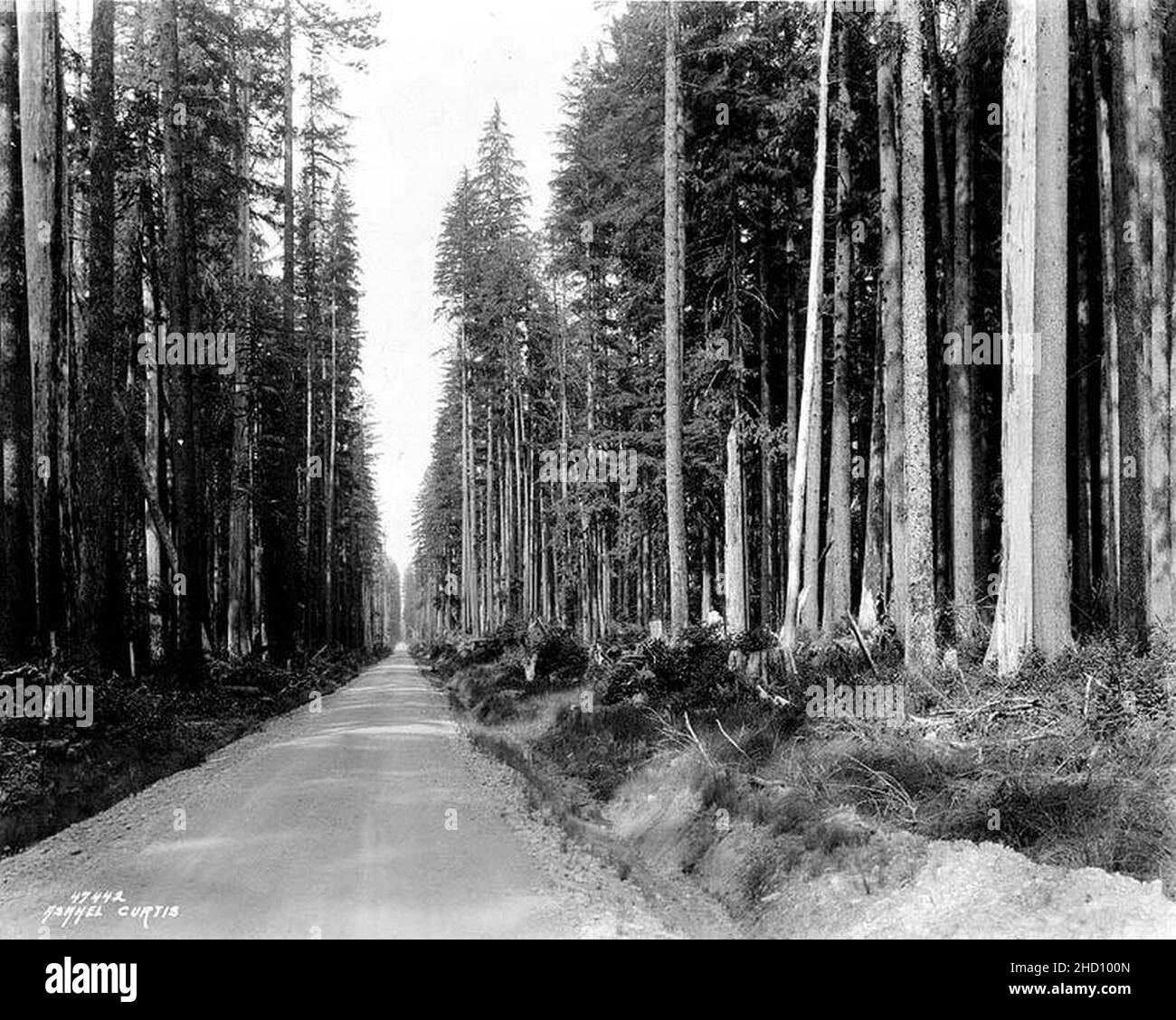 Road through the Olympic Peninsula, Washington, ca 1924 (WASTATE 681 ...