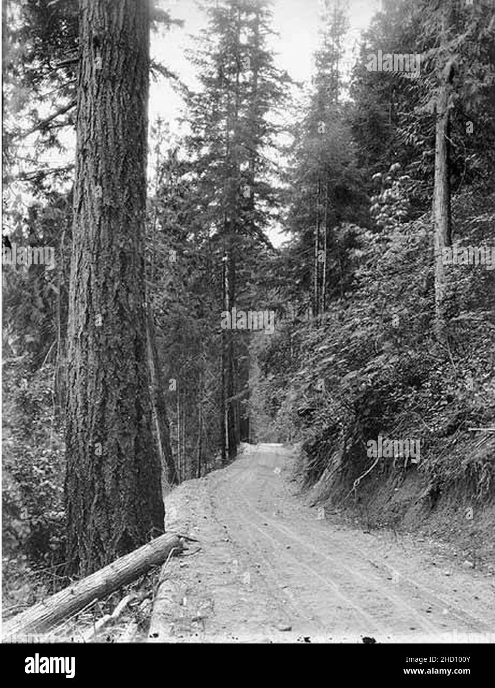 Forest on hill near Black and White Stock Photos & Images - Alamy
