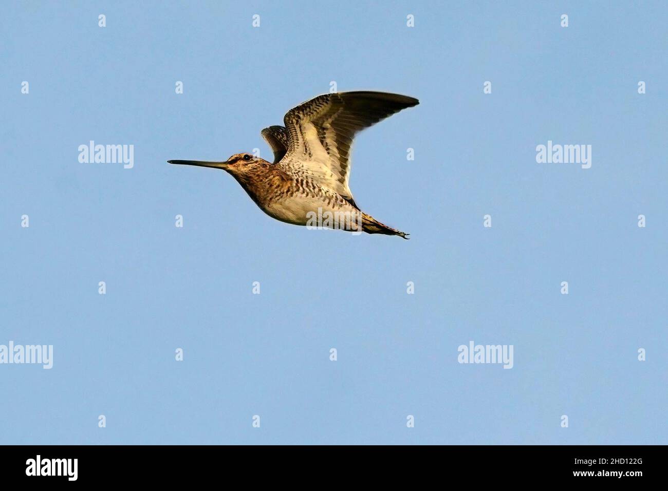 Common Sandpiper in flight Stock Photo - Alamy