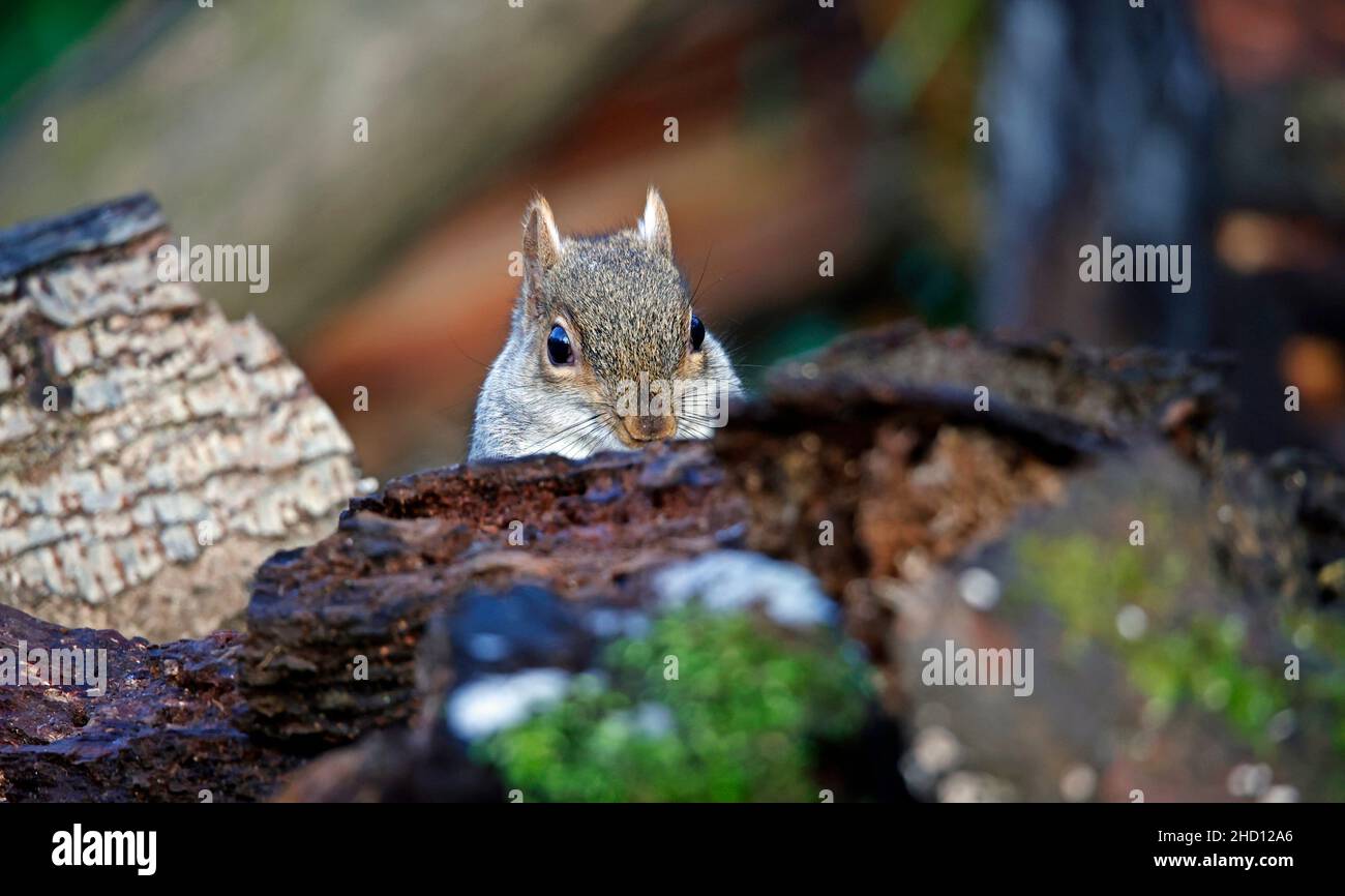 Grey squirrel collecting nuts to cache Stock Photo - Alamy