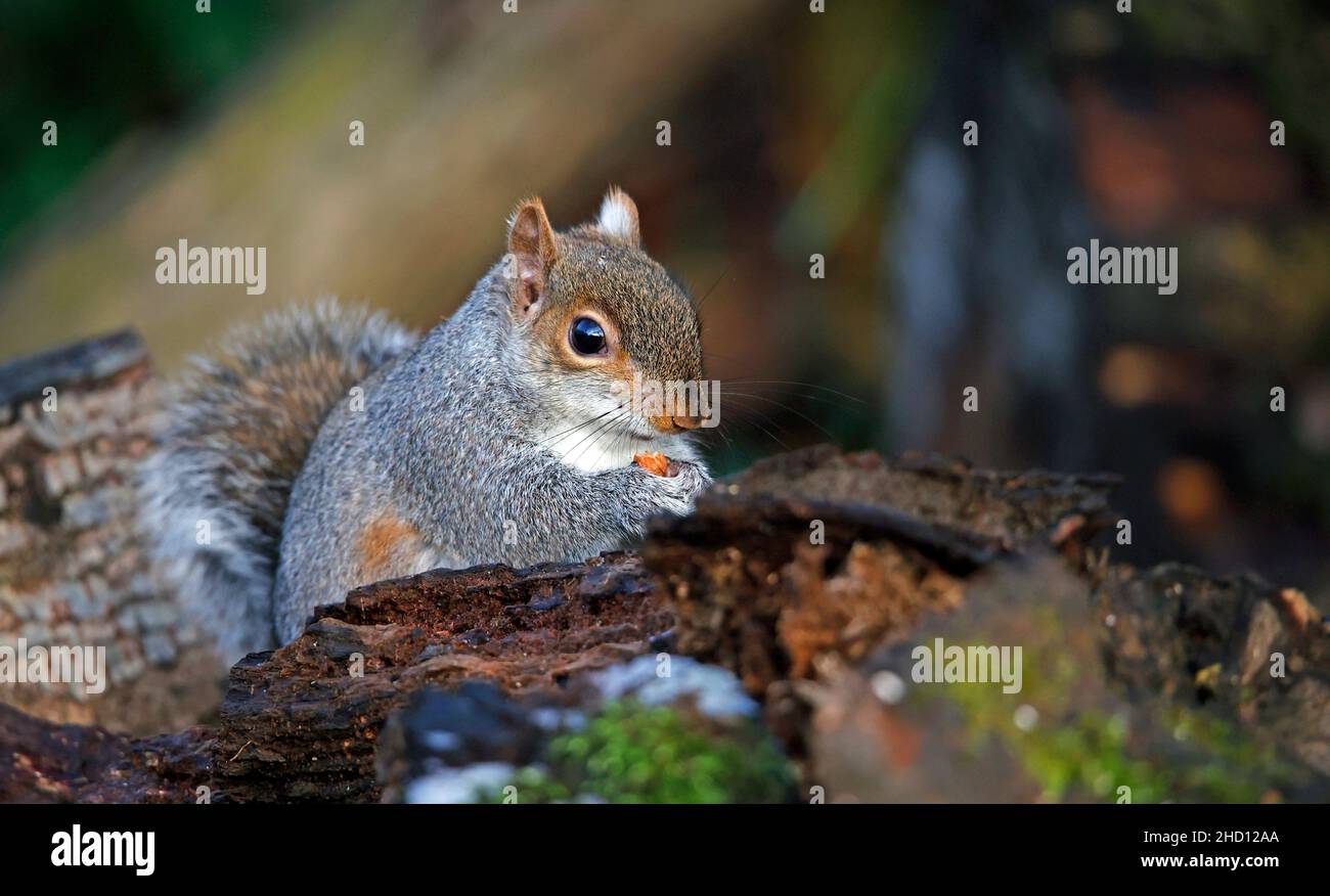 Grey squirrel collecting nuts to cache Stock Photo - Alamy