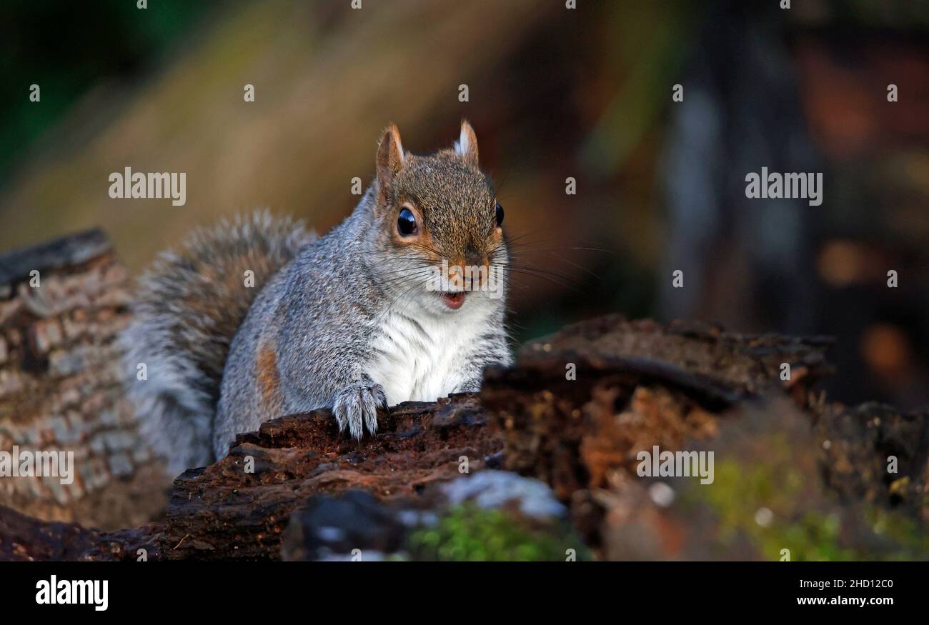 Grey squirrel collecting nuts to cache Stock Photo - Alamy