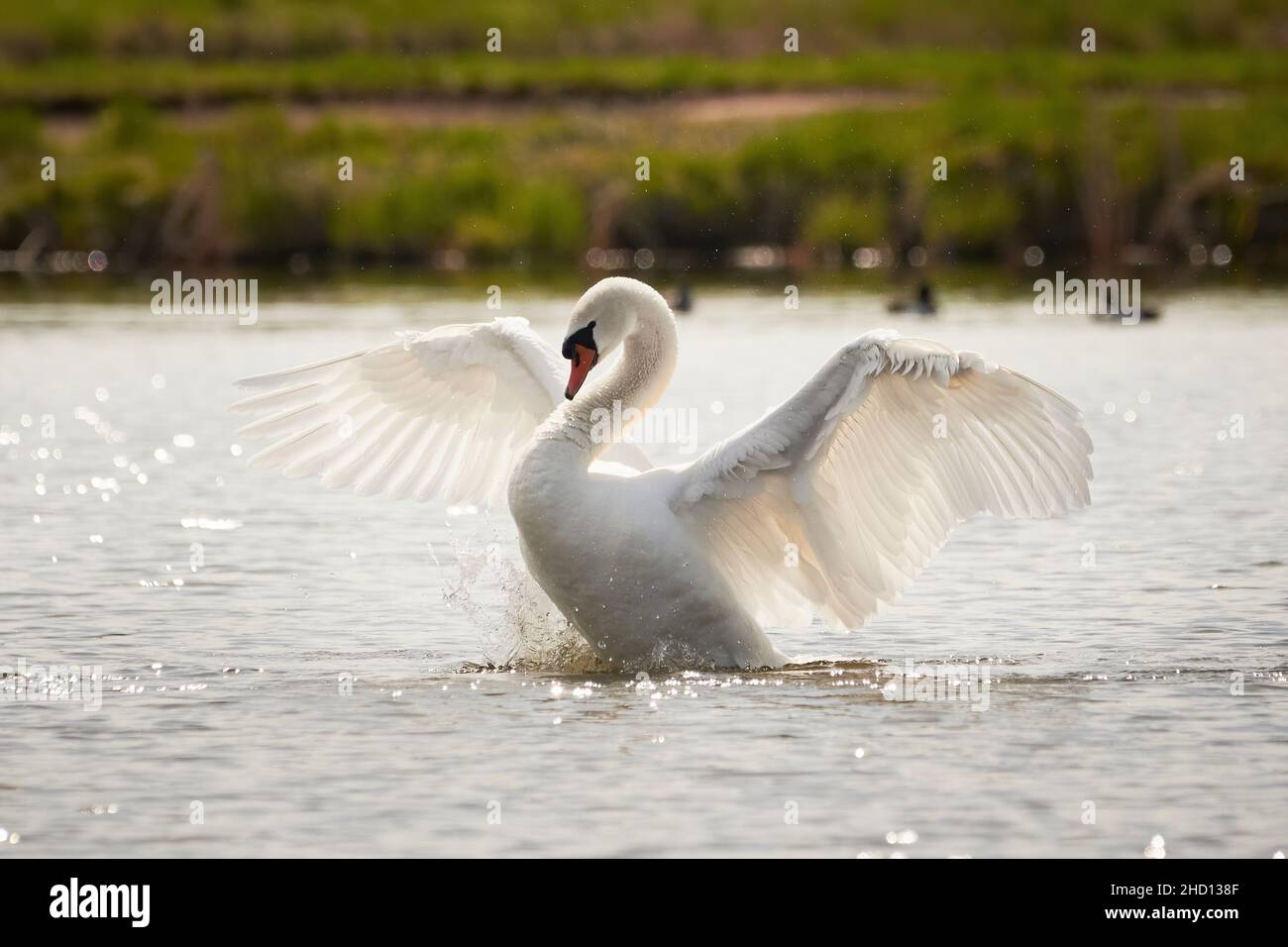Mute swan flapping wings (Cygnus olor). Bird flapping wings Stock Photo ...
