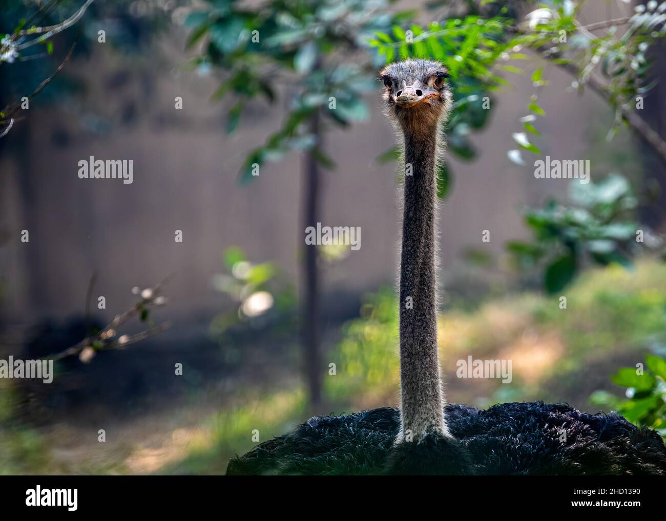 Back of ostrich hi-res stock photography and images - Alamy