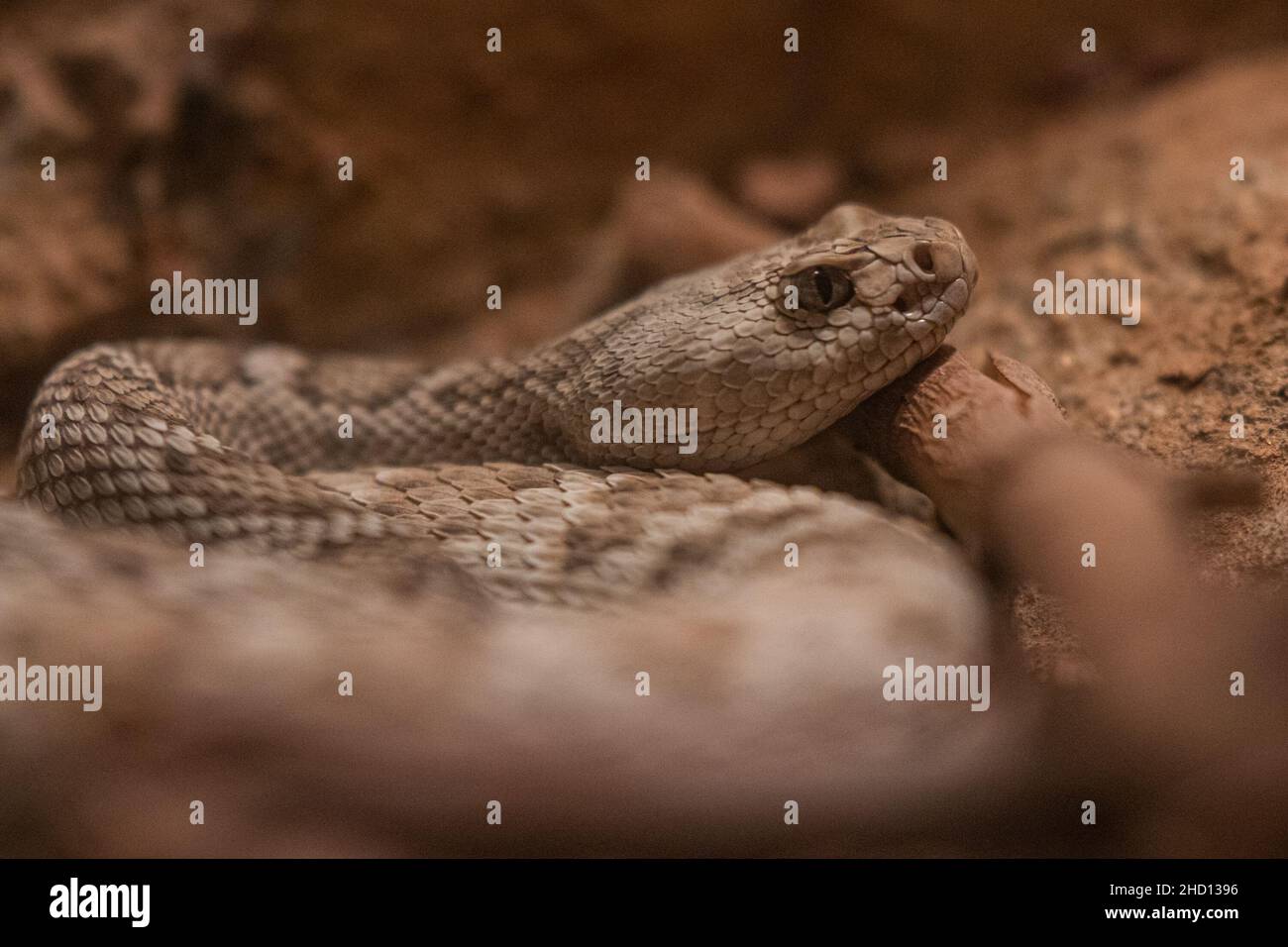 Snake cage hi-res stock photography and images - Alamy